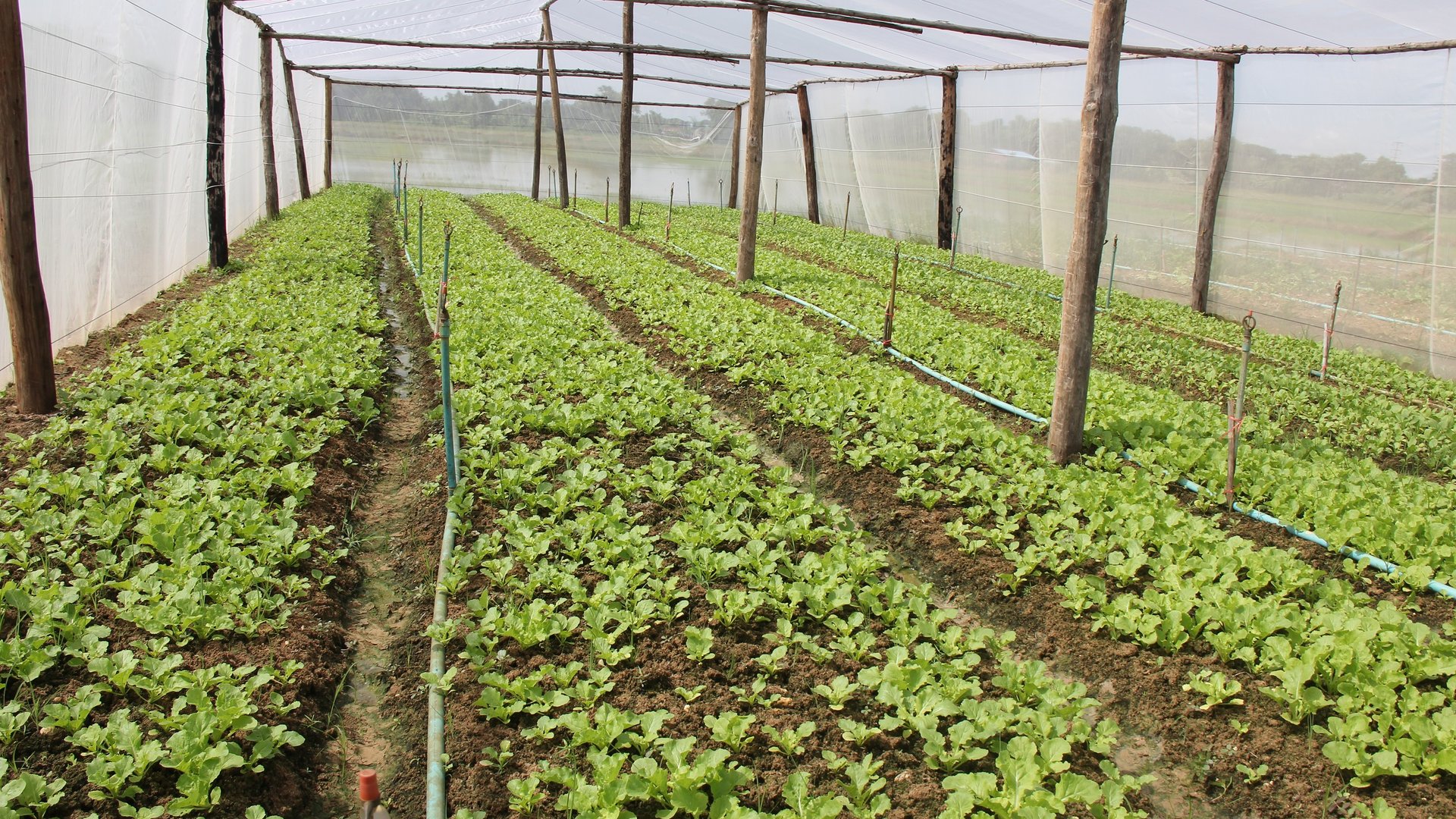 Growing vegetables in a nethouse to ward off insects | SLM Technology ...