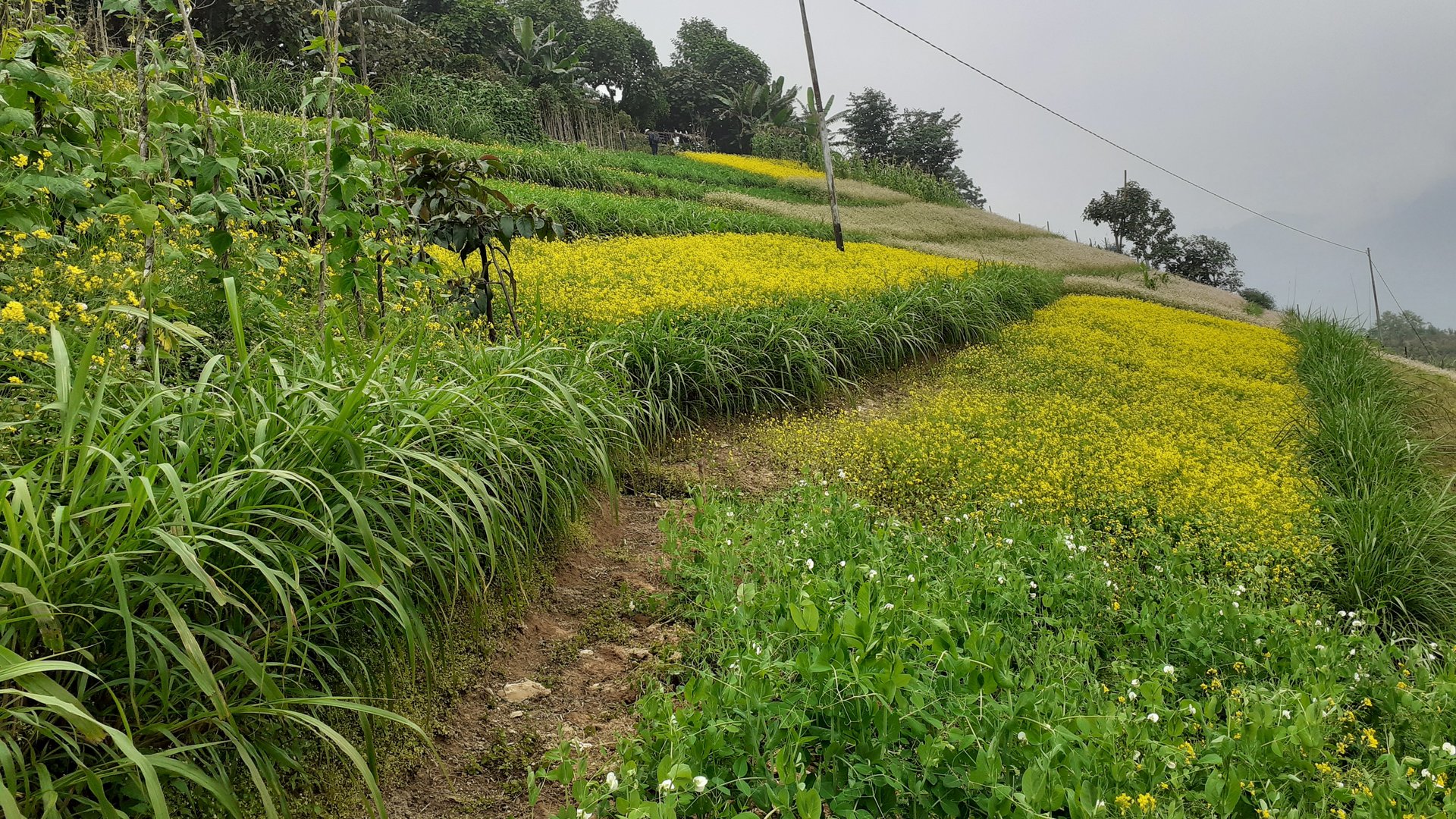 Contour Grass Hedgerows on Steep Slopes | SLM Technology #6854 | WOCAT