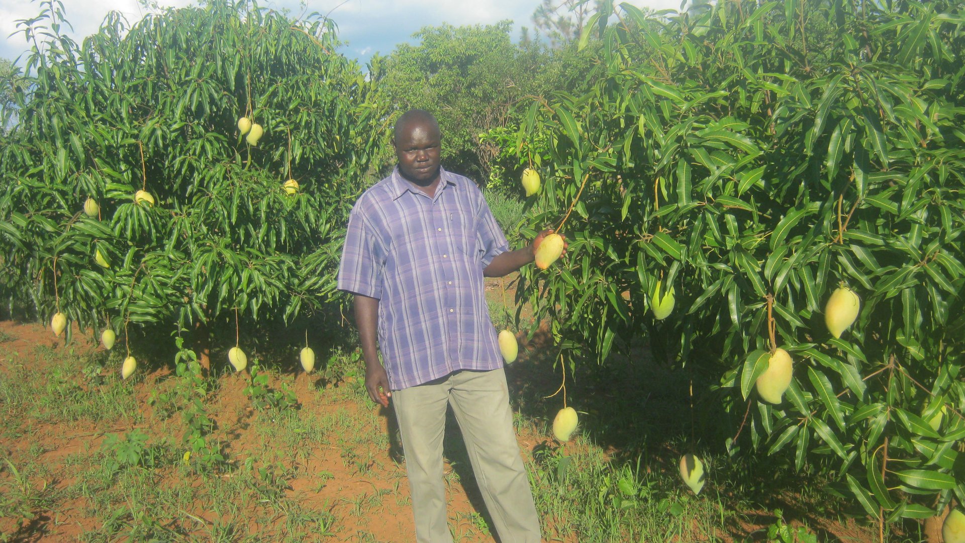 MANGO AND CITRUS TRESS GROWN AS CASHCROPS AND FOR SOIL FERTILITY ...