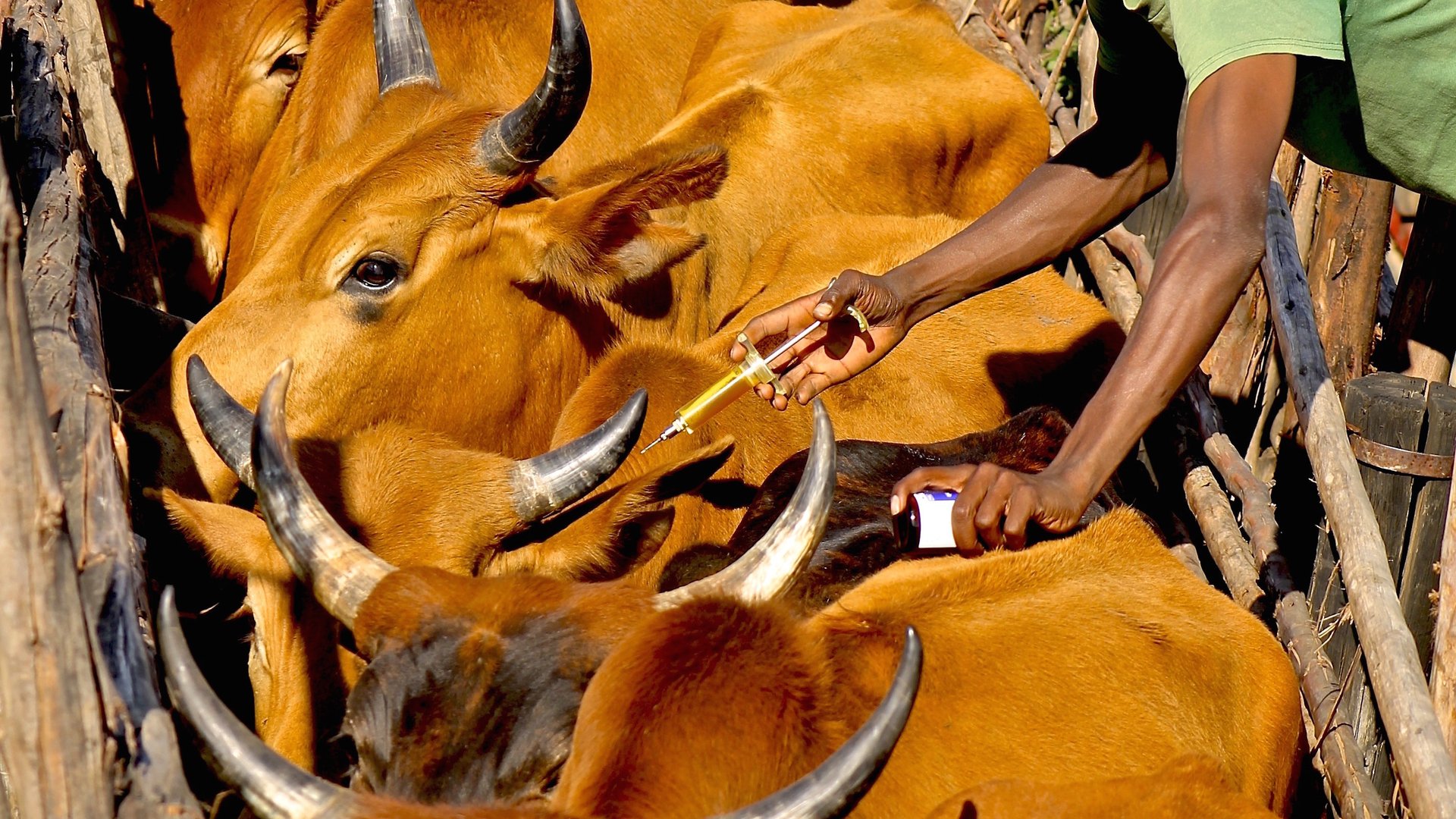 Mara Beef: value added beef for for improved rangeland management ...