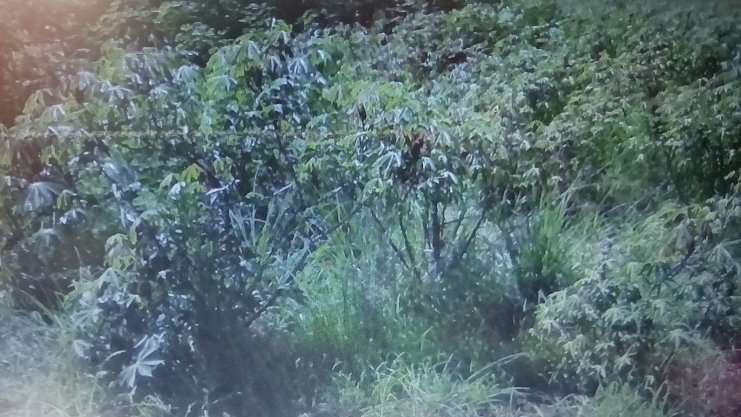Cassava-Soybean Crop Rotation for Soil Fertility Improvement, Improved ...